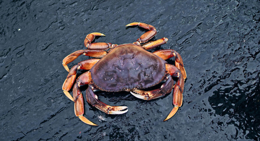 Dungeness Crab | Alaska Seafood Marketing Institute