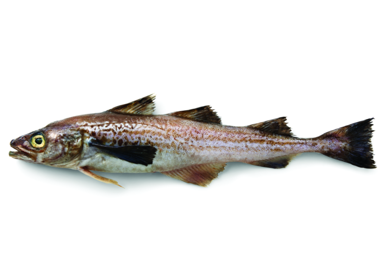 Sole (Flounder) | Alaska Seafood Marketing Institute