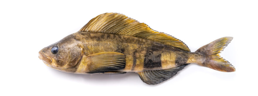 Cod | Alaska Seafood Marketing Institute