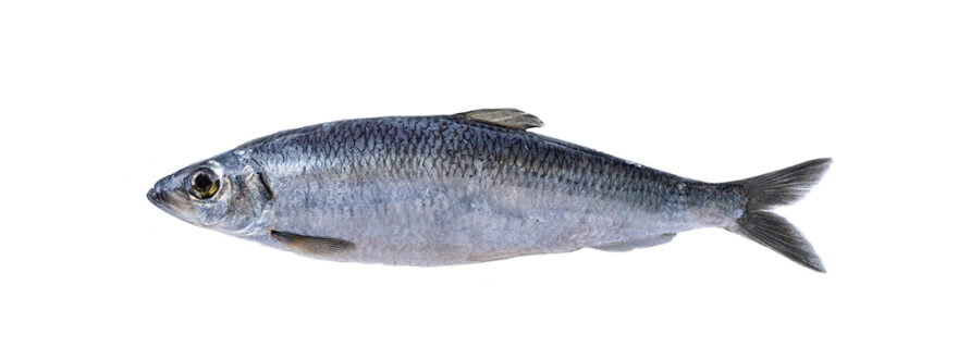 Cod | Alaska Seafood Marketing Institute