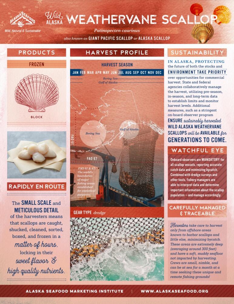 Weathervane Scallop Fact Sheet | Alaska Seafood Marketing Institute